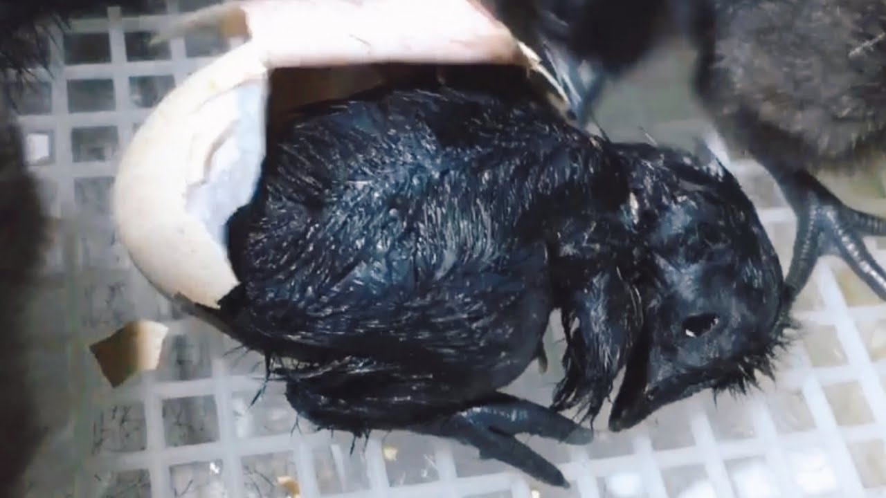 Witness Chicken Hatching Youtube