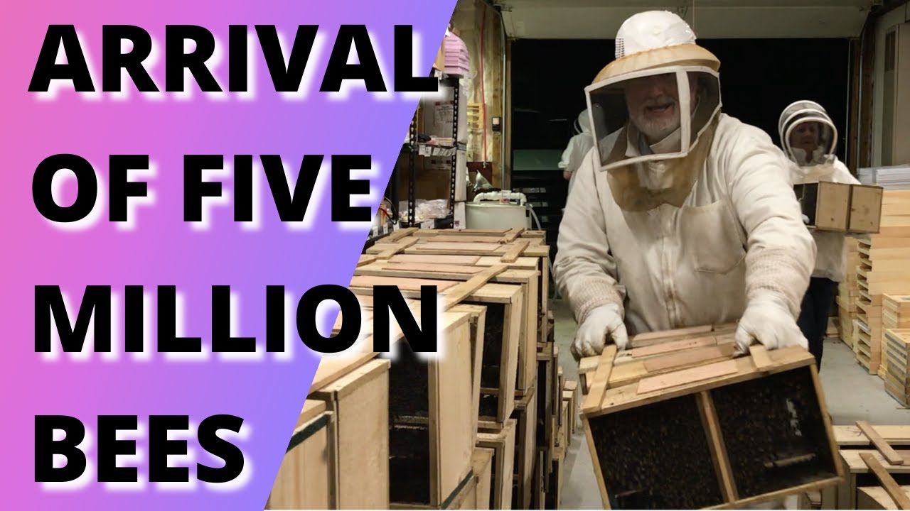 Package Bee Arrival Over 5 000 000 Bees Youtube