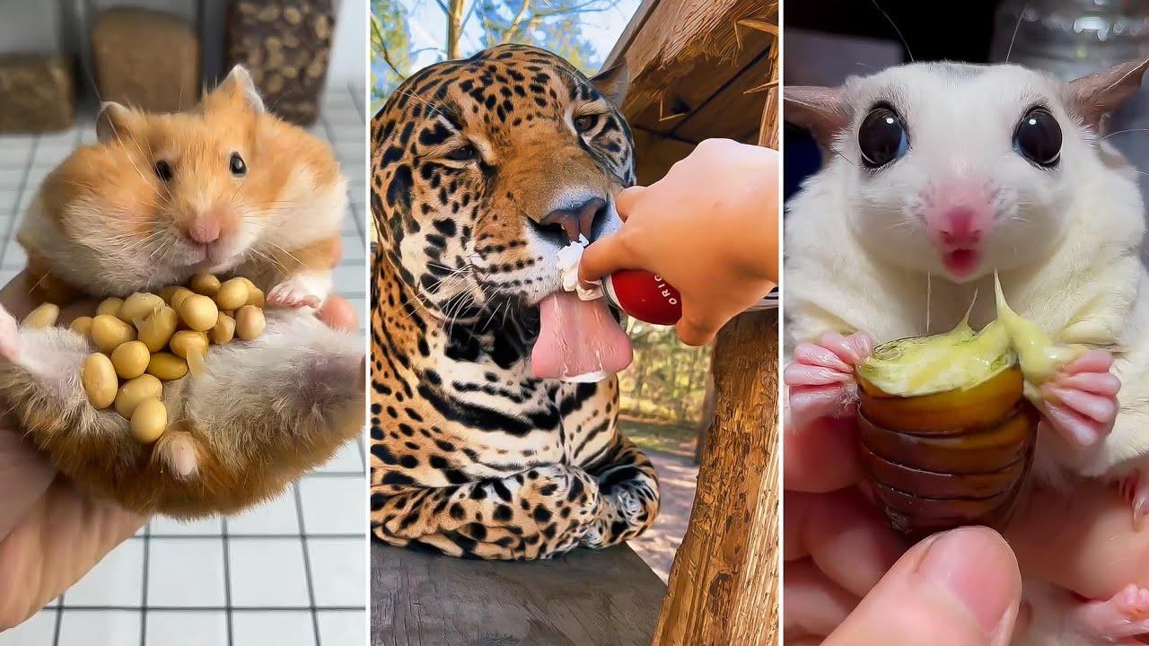 Top 15 Cute Animals Eating Unusual Delicious Food People Feed Animals