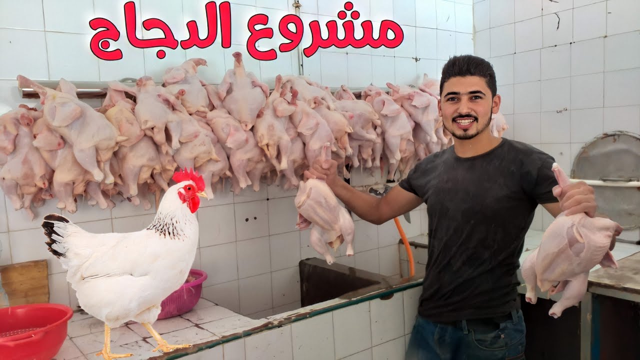 لكل من يرغب في انشاء مشروع بيع الدجاج الحي و المريش اليك الحل الأمثل