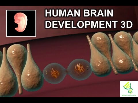 Human Brain Development In 3d Brain Cortex Youtube