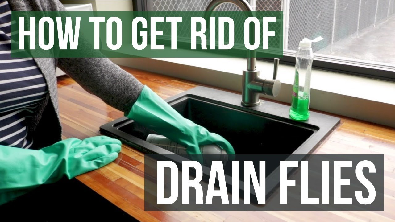 7 Proven Ways To Get Rid Of Flies In The Bathroom