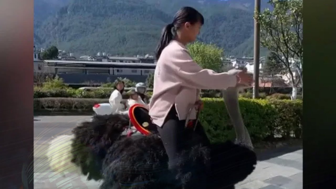 Watch Girl Rides On Back Of Ostrich To School In China Youtube