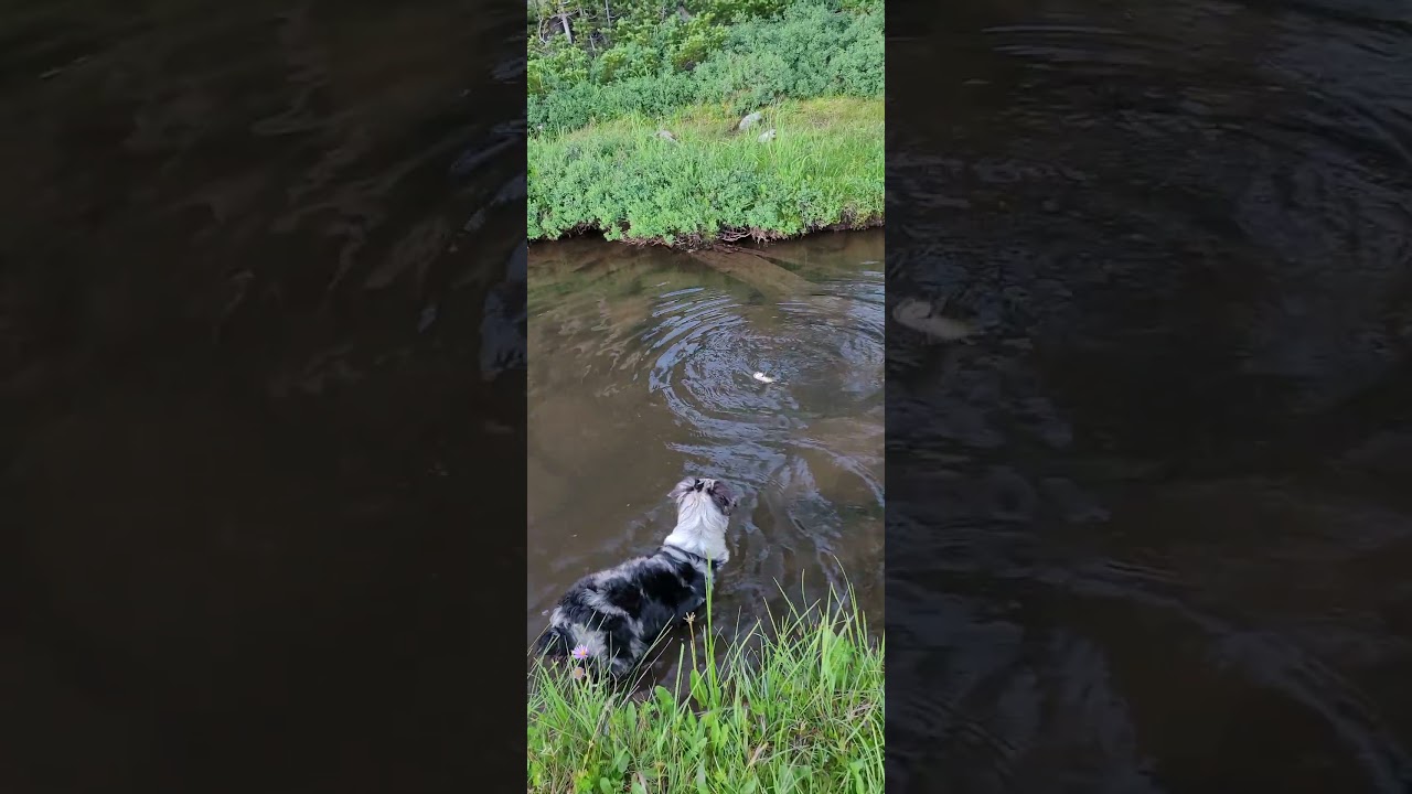 頂paperdiy 頂 Pet Care Tips 从 Rescued Mother Cat Pregnant With Many