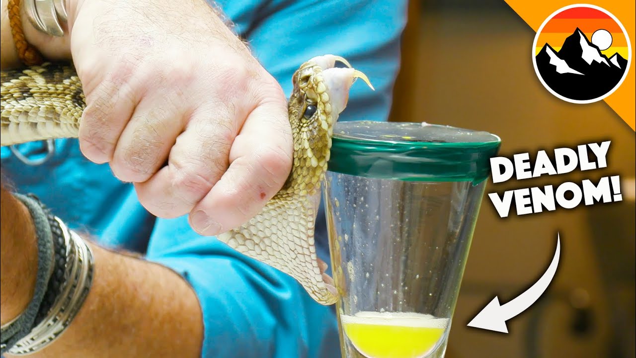 Deadliest Job In America Snake Milker Youtube