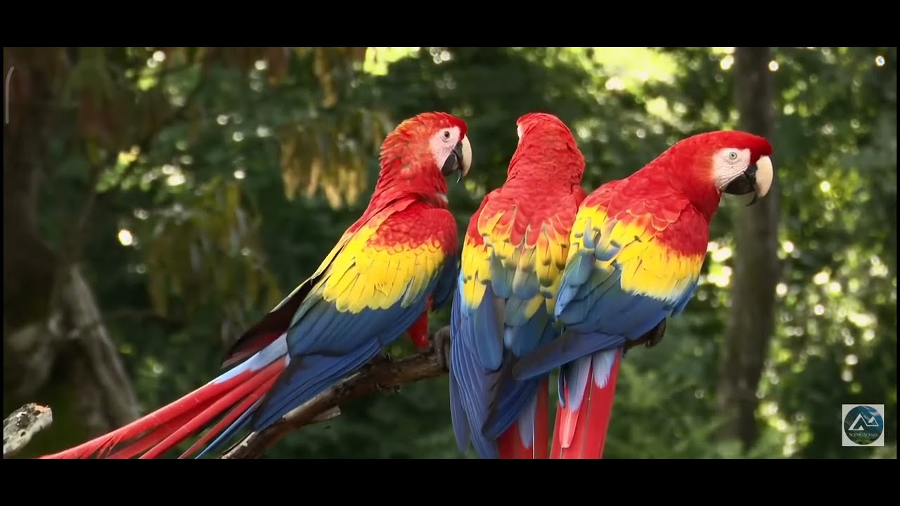 Geography Videos Youtube