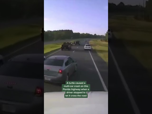 Driver Braking For Turtle Causes Multi Car Accident In Florida Animal