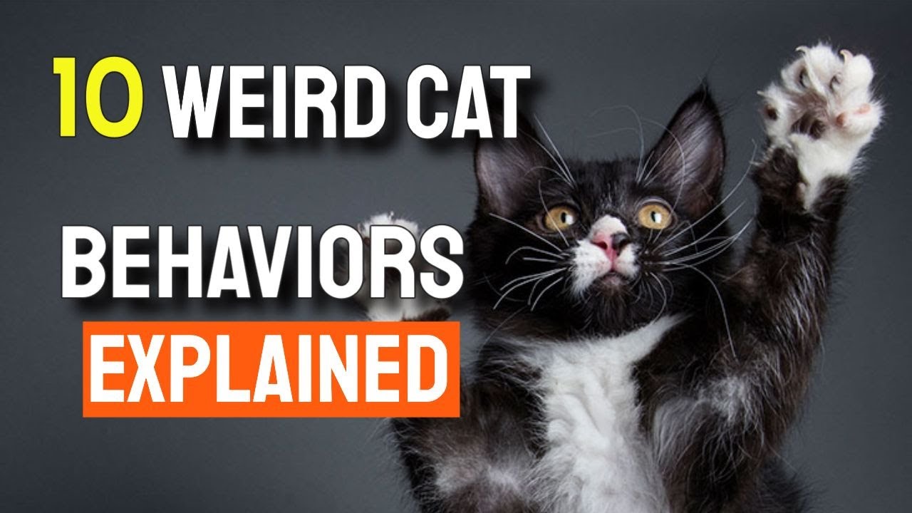 рџђ 10 Weird Cat Behaviors Explained Cat World News