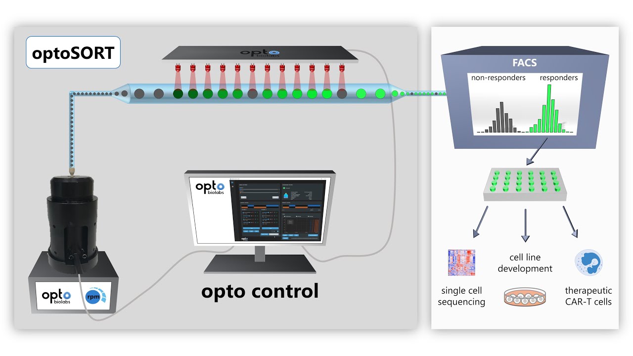Optosort Optogenetic Cell Sorting Youtube