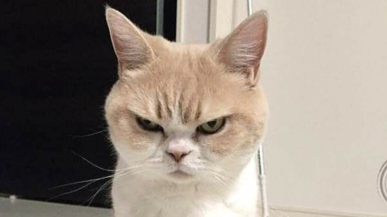 Jealous Cats Cute Funny Cat Videos Compilation Youtube