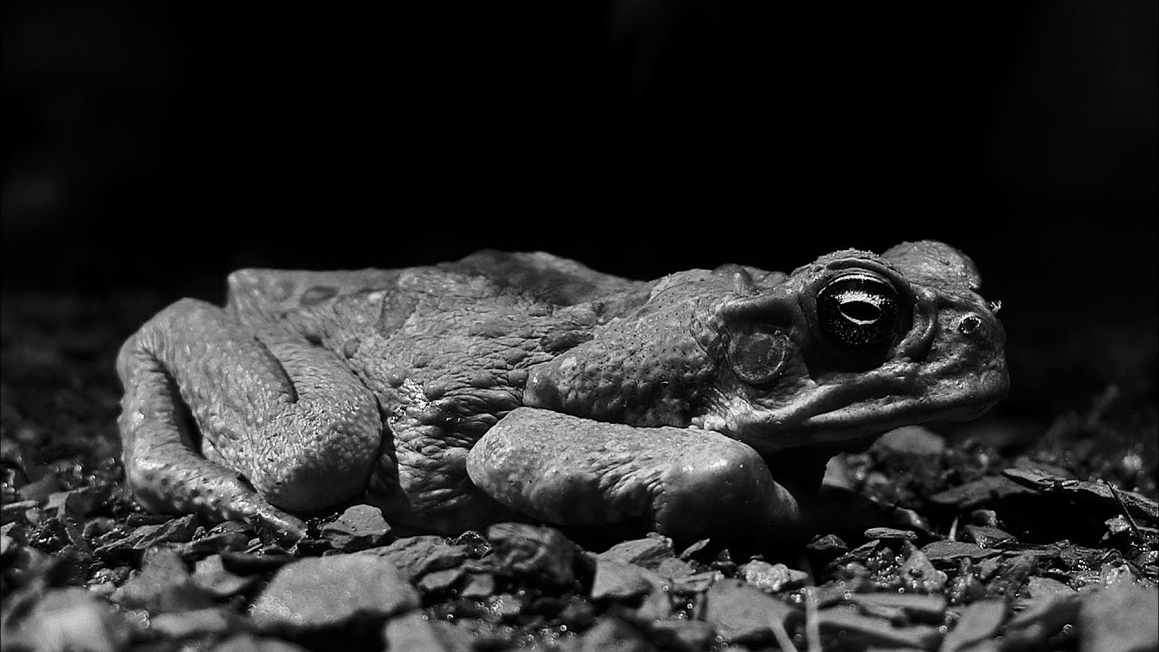 Invasion Of The Deadly Cane Toads Australia With Simon Reeve Bbc