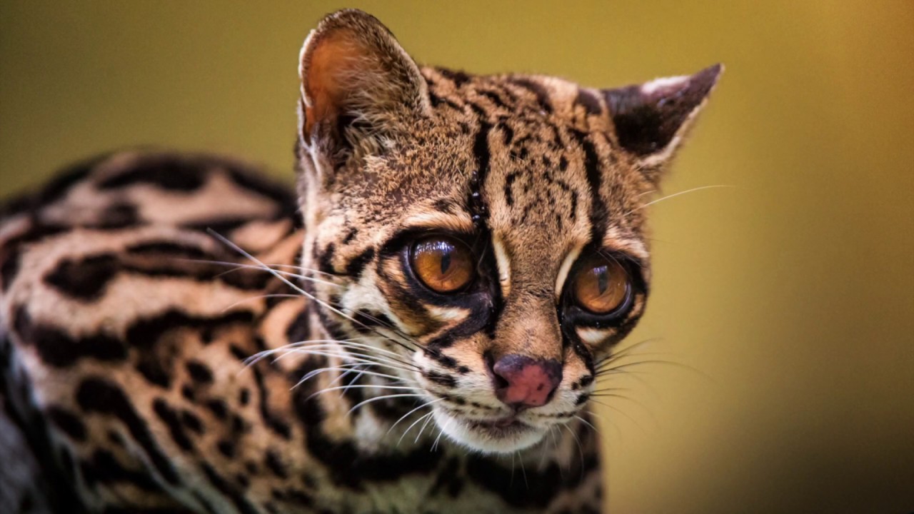 Wonderful Encounter With A Wild Margay Cat Youtube