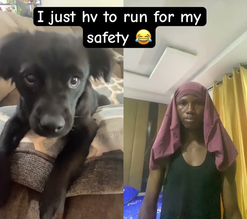 He Looks Dangerous ёяшм Funny Duet Acting Dog Youtubeshorts Youtube