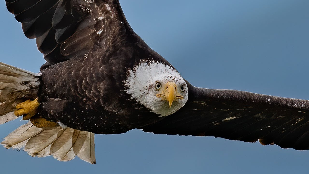 Insane Bald Eagle Bird In Flight Fighting Photography With Nikon D850