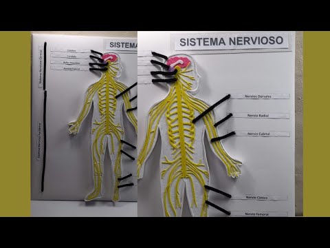 Maqueta Del Sistema Nervioso 笙ｻ ｩmvrc笙ｻ Youtube