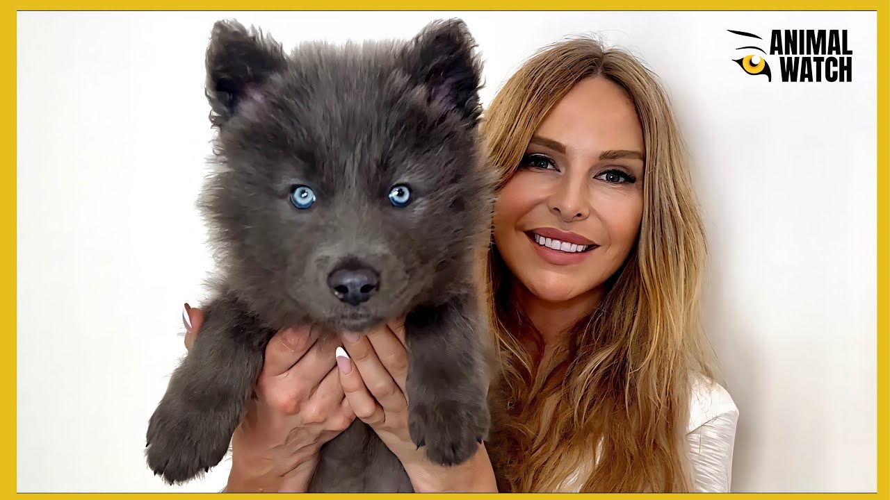 I Got Another Blue Wolfdog Ep 1 Youtube