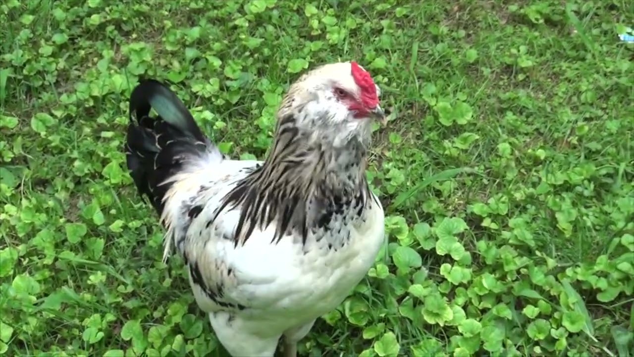 Rooster Crowing Youtube