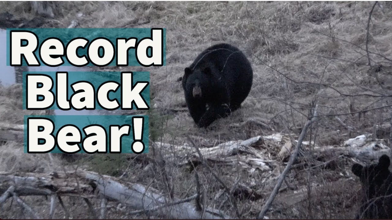Largest Bear Ever Caught