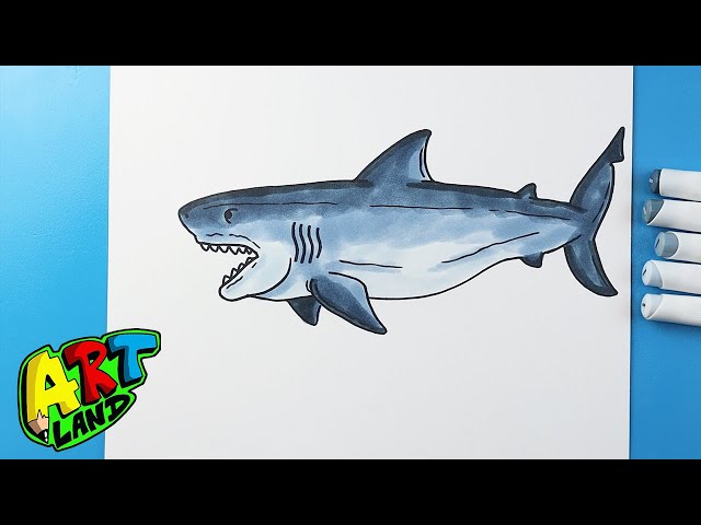 Bull Shark Thinking Drawings