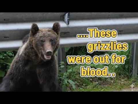 Scary Bear Attacks Three Grizzly Bears Who Were Out For Blood Youtube