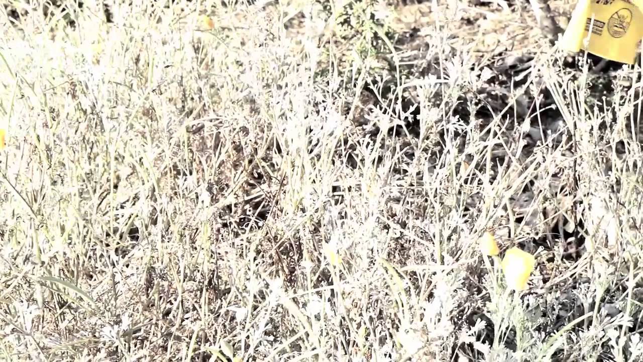 The Year 2101 Youtube