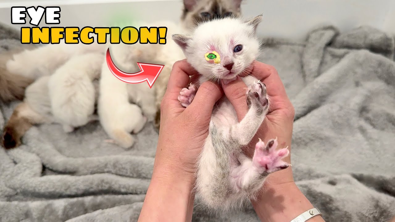My Newborn Kittens Have Infected Eyes How Do We Treat It Youtube