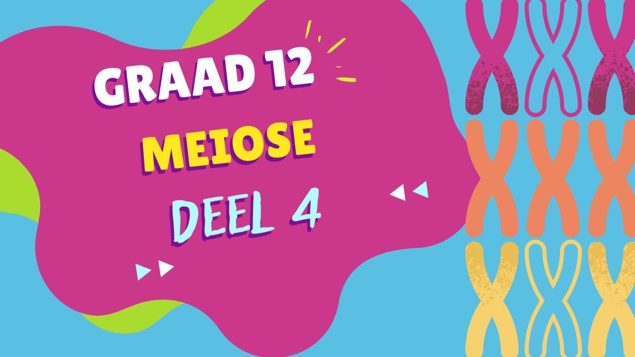 Meiose Deel 4 Youtube