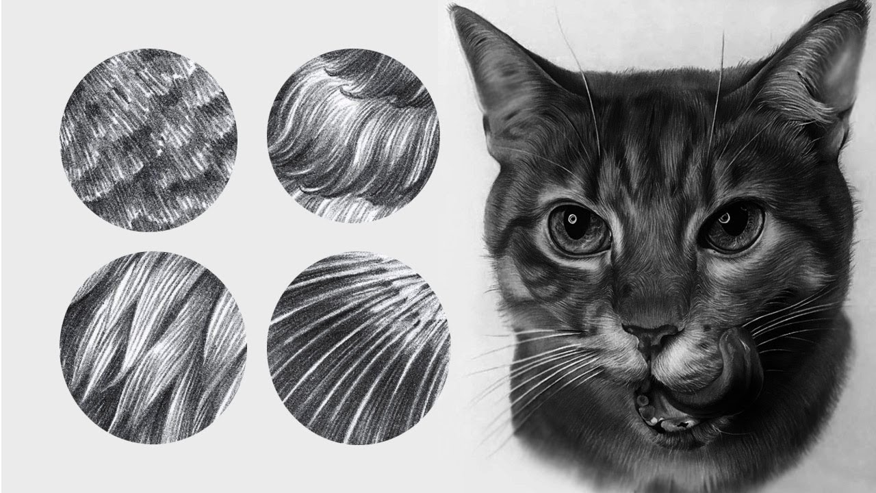How To Draw Realistic Cat Hair