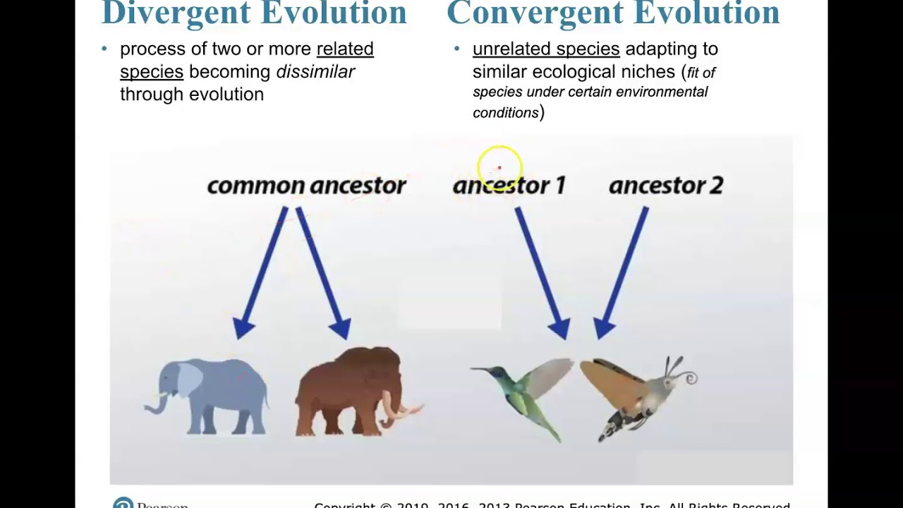 Divergent Evolution Examples Solved Question 2 The Body Of A Snake And