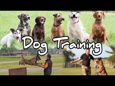 Dog Training Youtube
