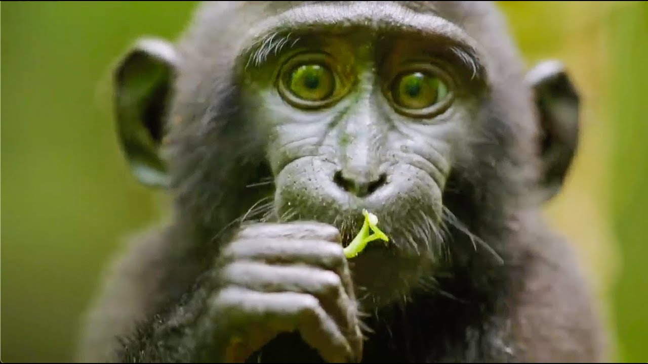 Best Monkey Moments Bbc Earth Youtube