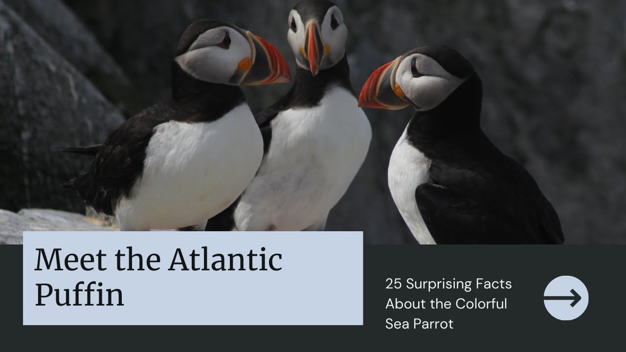 25 Fascinating Facts About The Atlantic Puffin Youtube