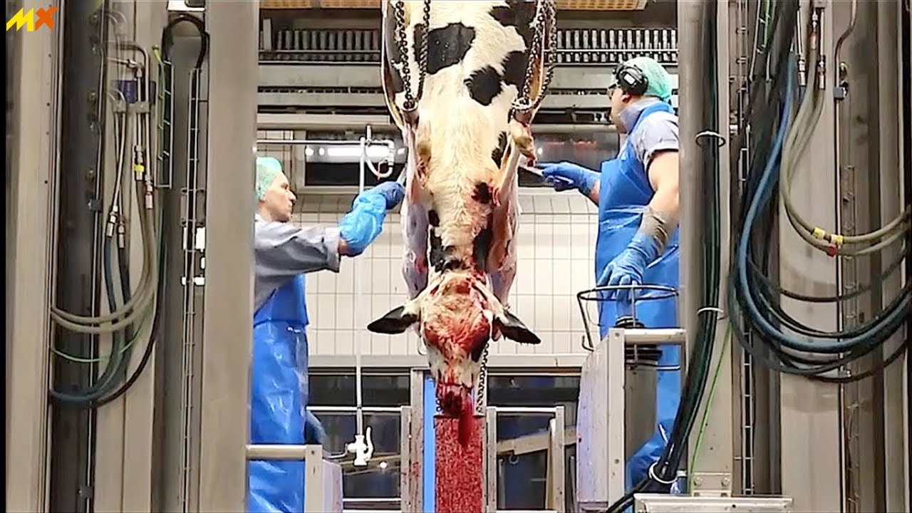 Moderna Línea De Sacrificio De Vacas En Fábrica Fábrica De