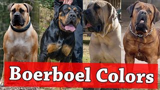 Blue Boerboel