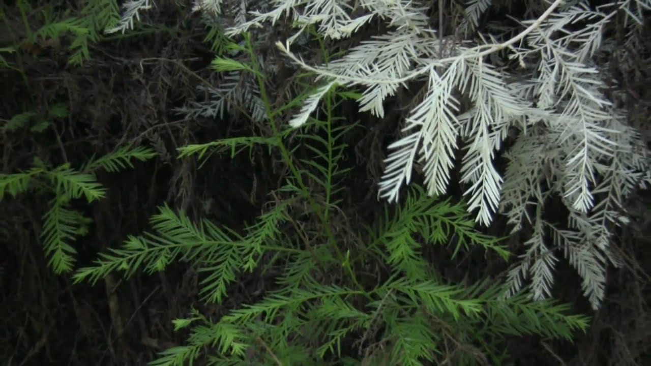 Albino Redwoods Ghosts Of The Forest Science On The Spot Youtube