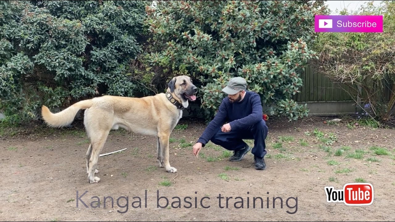 Kangal Dog Breed Basic Training Youtube