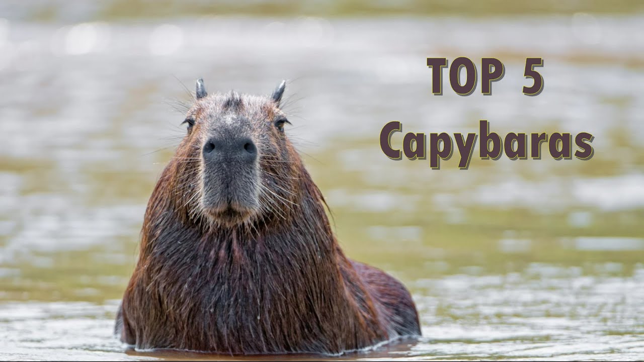 Top 5 Capybara Youtube