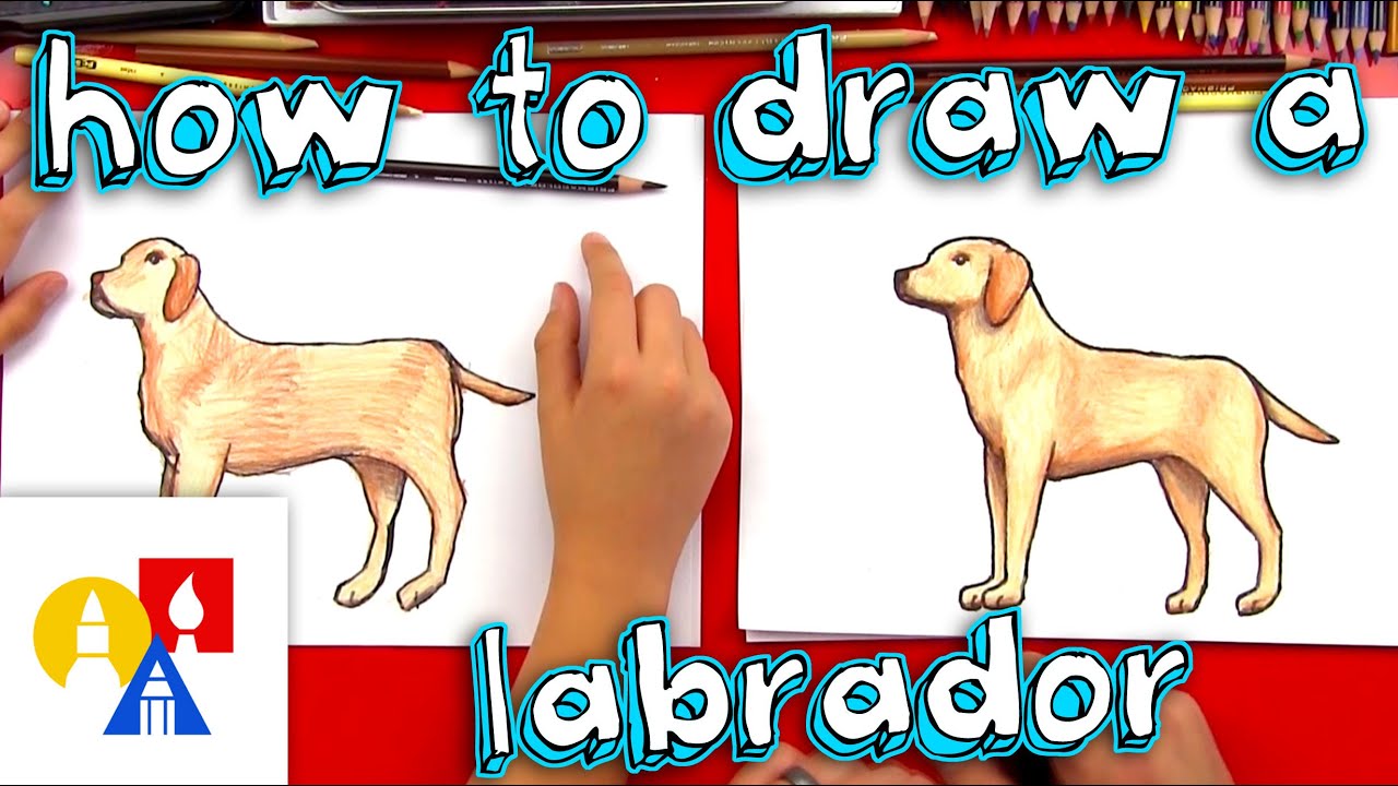 How To Draw A Yellow Labrador 21