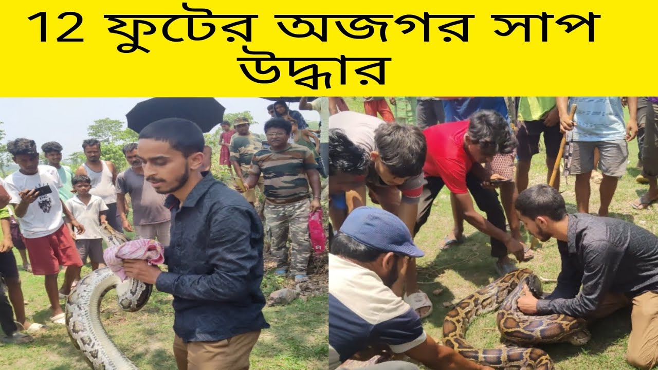 Burmese Python Rescue And Release Youtube