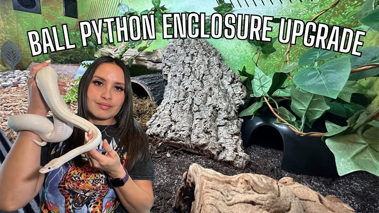 Ball Python Setup Youtube