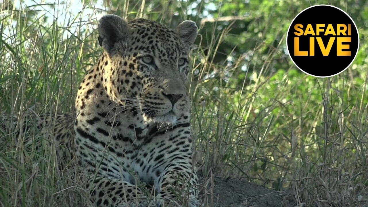 Safarilive Sunset Safari April 28 2019 Youtube