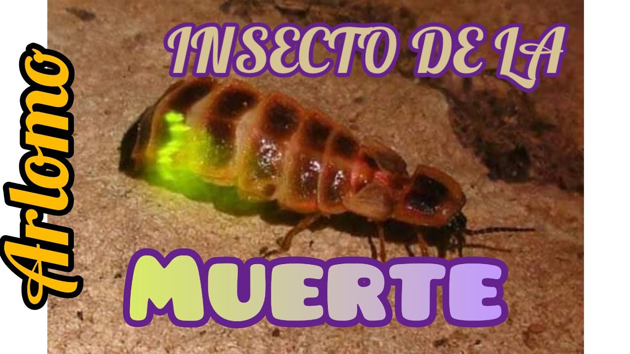 Arlomo Insecto De La Muerte Youtube