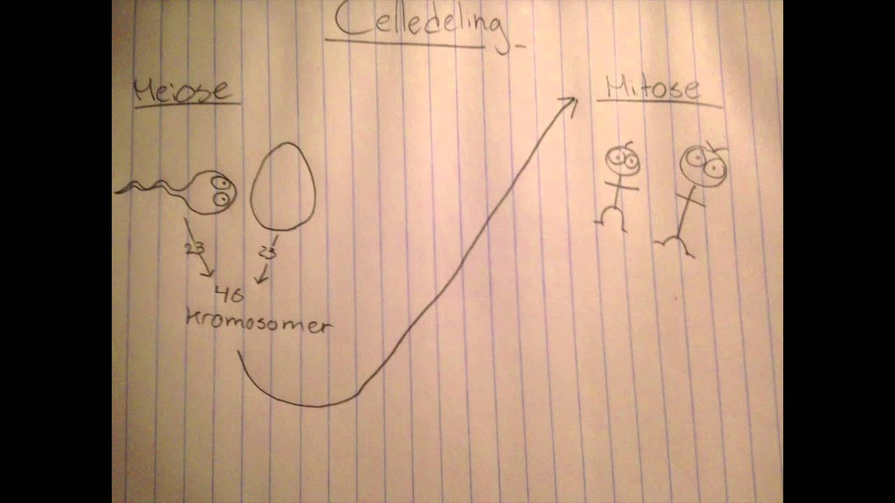 Celledeling Meiose Og Mitose Youtube