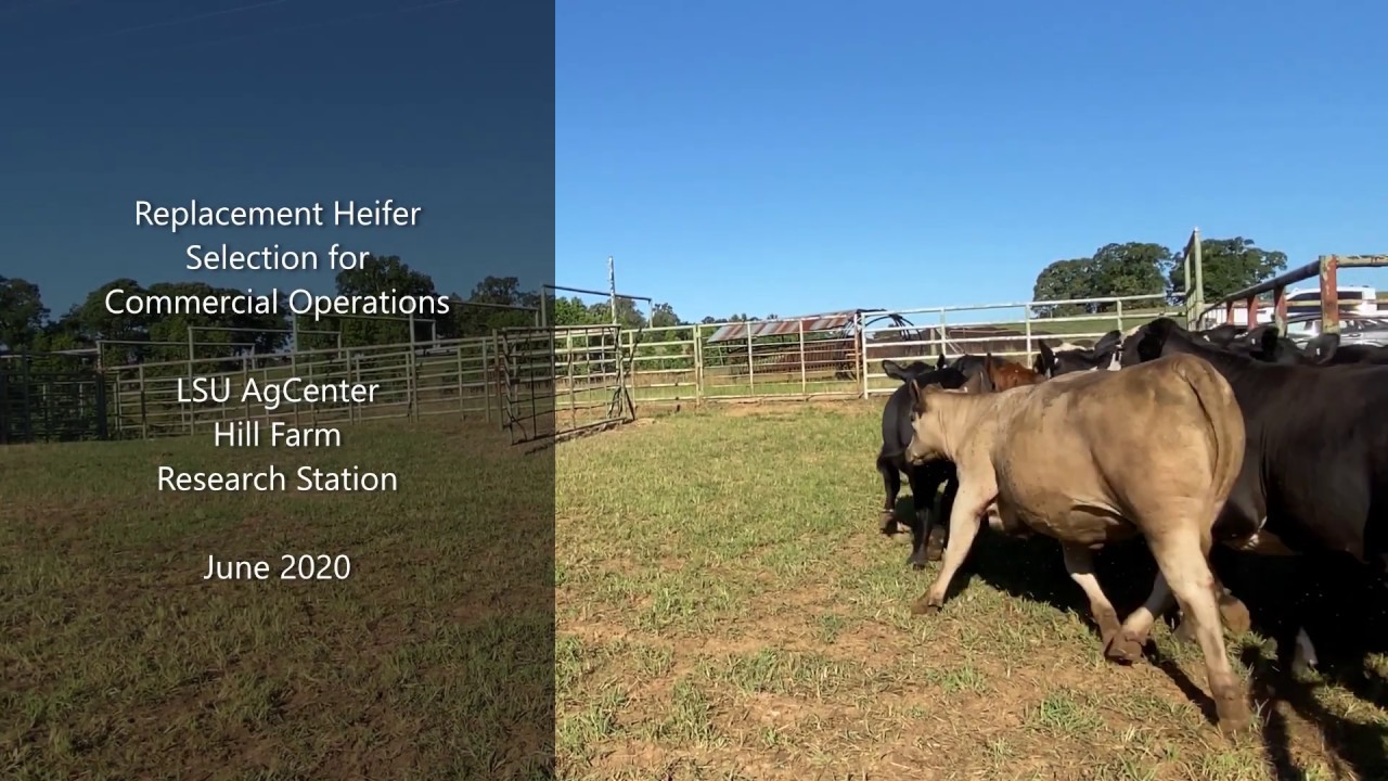 Commercial Heifer Selection Brahman Influence Characteristics Youtube