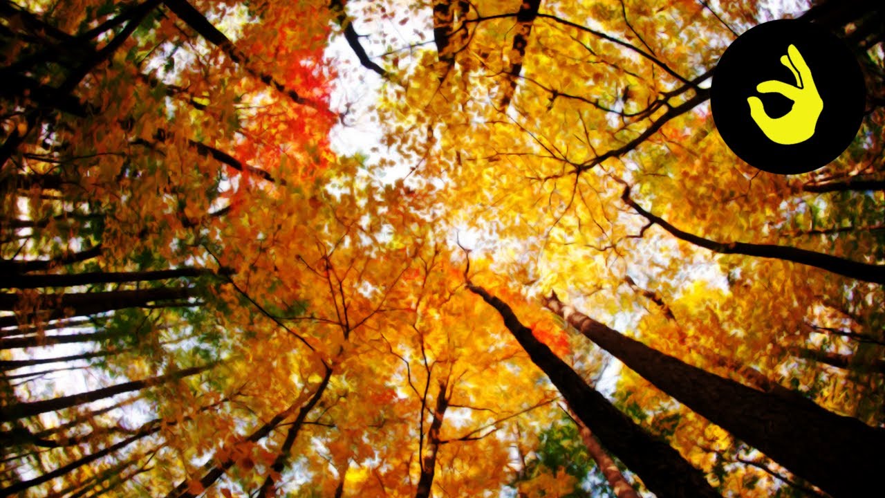 Canopy Youtube Music