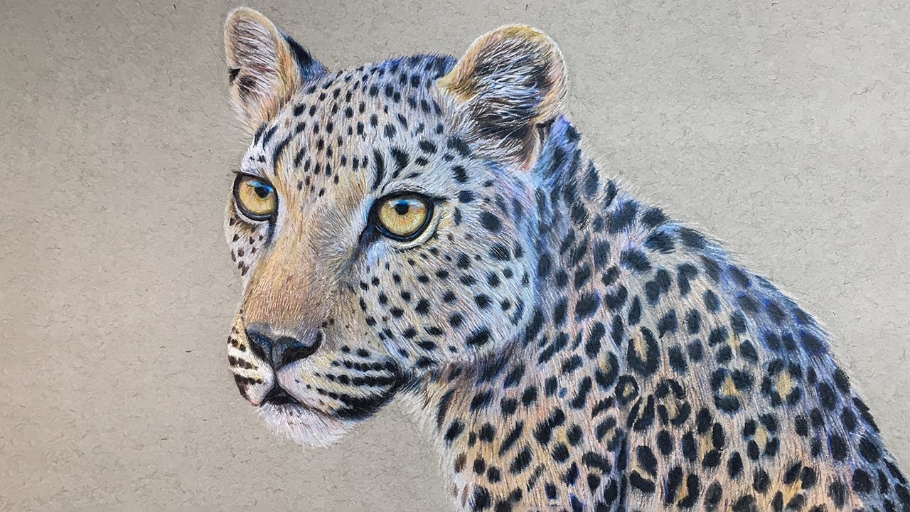Realistic Leopard Drawing Timelapse Youtube