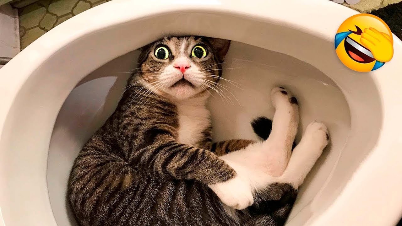 Videos De Risa De Animales 2023 Perros Y Gatos Chistosos Videos De