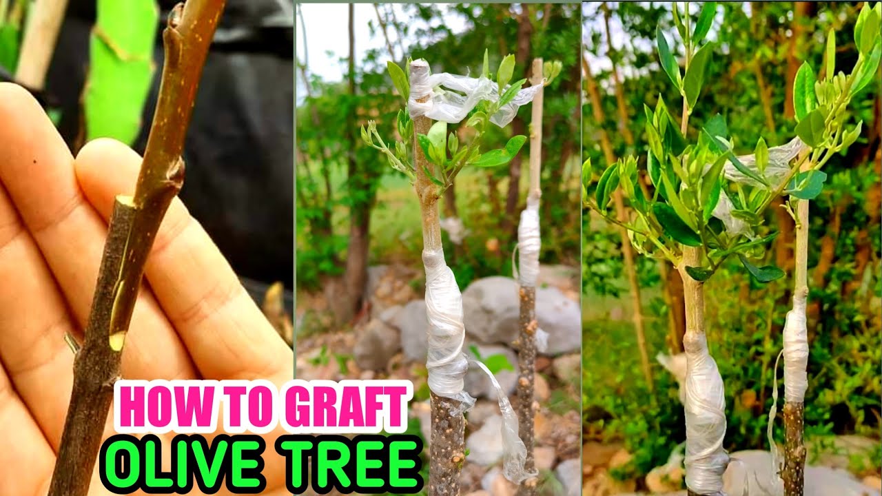 Olive Tree Branch Grafting