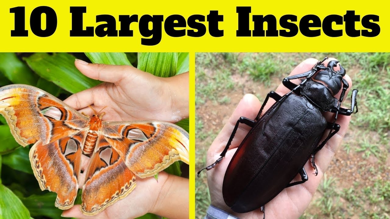 Top 10 Largest Insects In The World 10 Giant Insects Vocabulary
