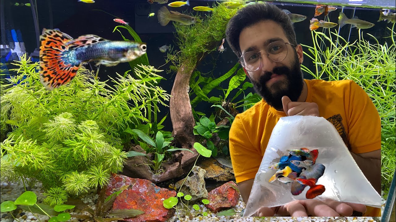 I Added Some Guppies Snails And Catfish To My Aquarium Youtube